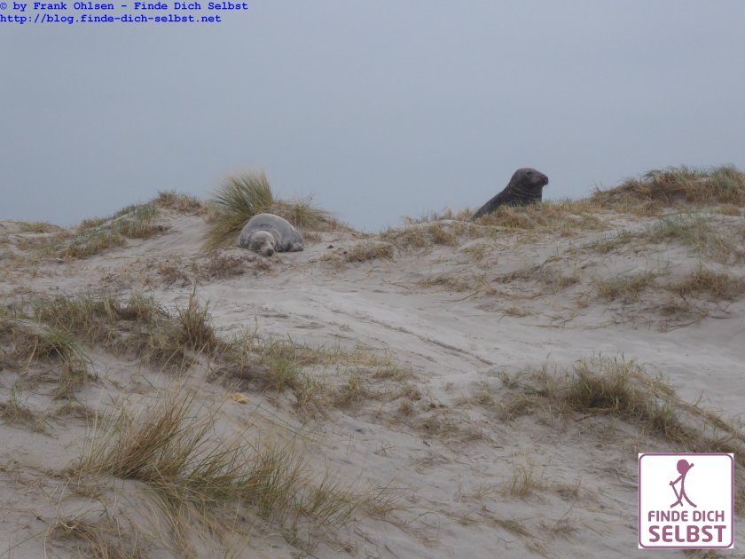 Robbenliebe life erleben - Finde Dich Selbst